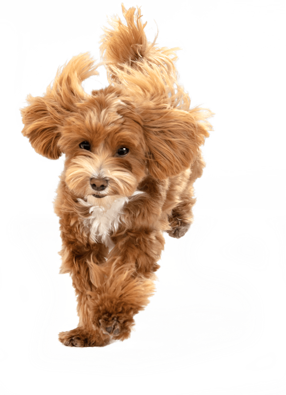 About - Regal Mutt